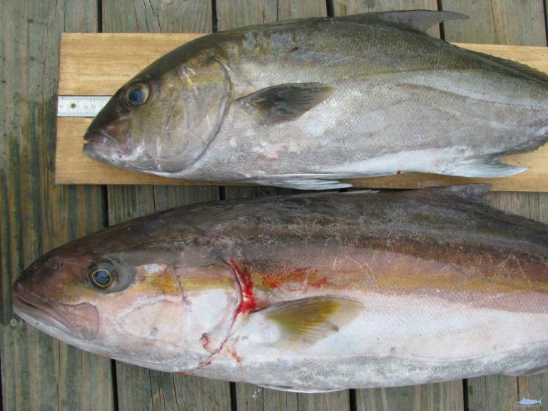 Amberjacks? A Complete Guide Of What You Need To Know Before The Season ...