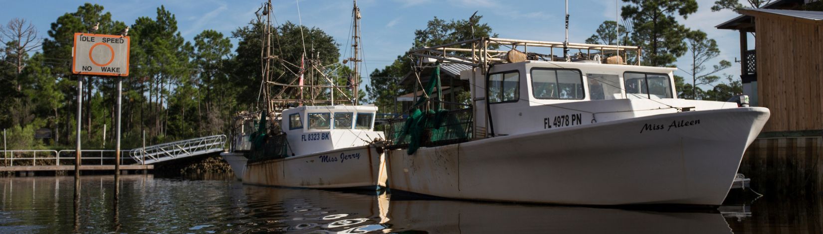 Amberjacks? A Complete Guide Of What You Need To Know Before The Season ...