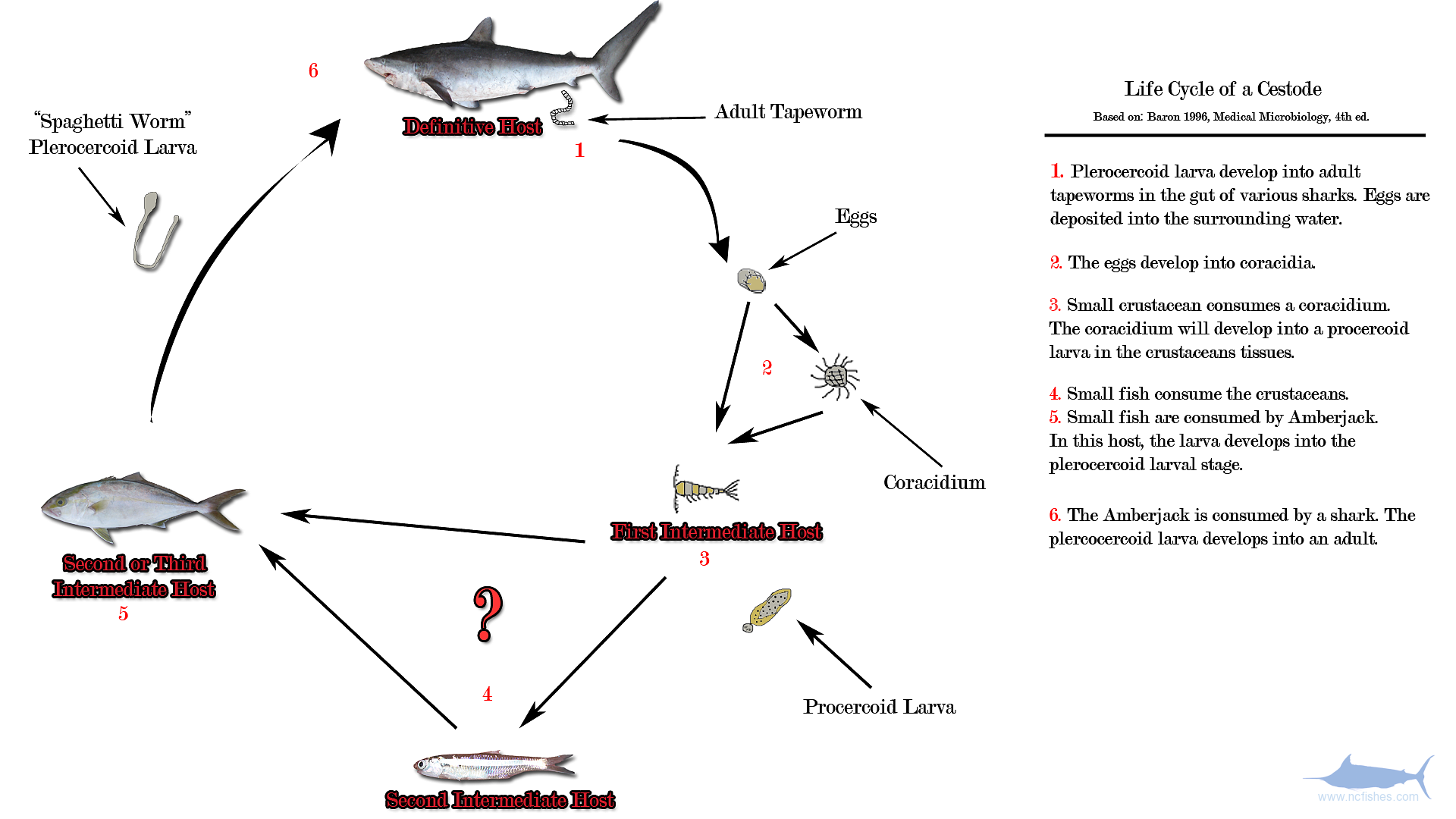 Amberjacks? A Complete Guide Of What You Need To Know Before The Season Opens. - UF/IFAS ...