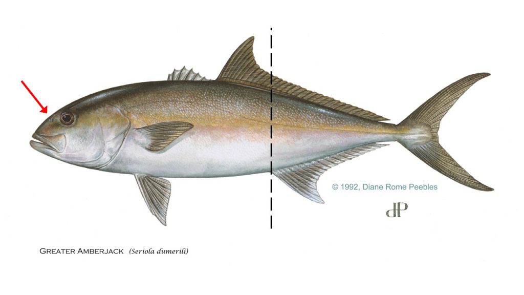 Amberjacks? A Complete Guide Of What You Need To Know Before The Season ...