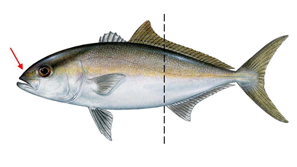 Amberjacks? A Complete Guide Of What You Need To Know Before The Season ...