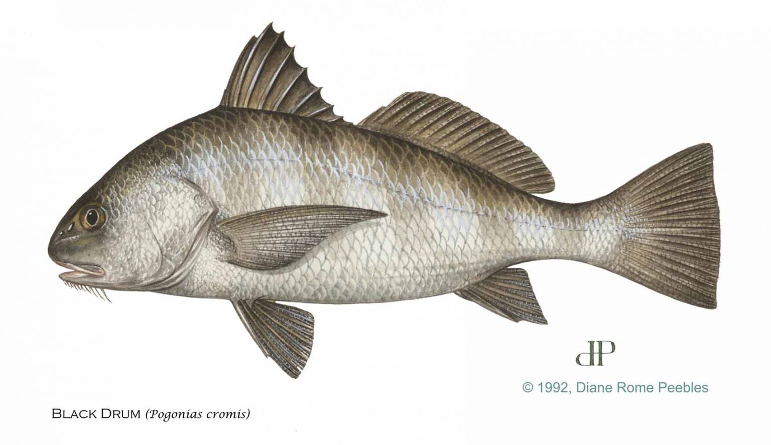 Sheepshead, The Fish With A Weird Name And Even Weirder Teeth! - UF ...