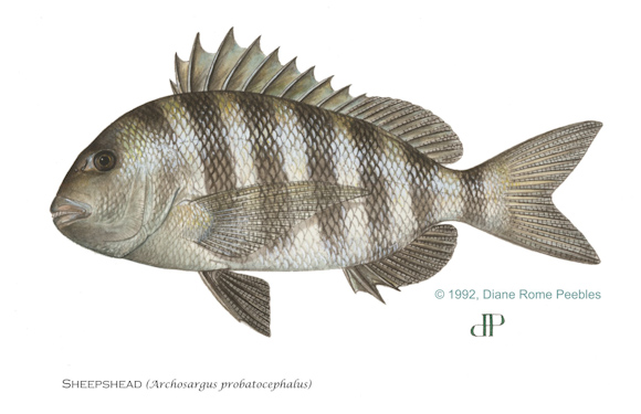 Sheepshead, The Fish With A Weird Name And Even Weirder Teeth! - UF ...