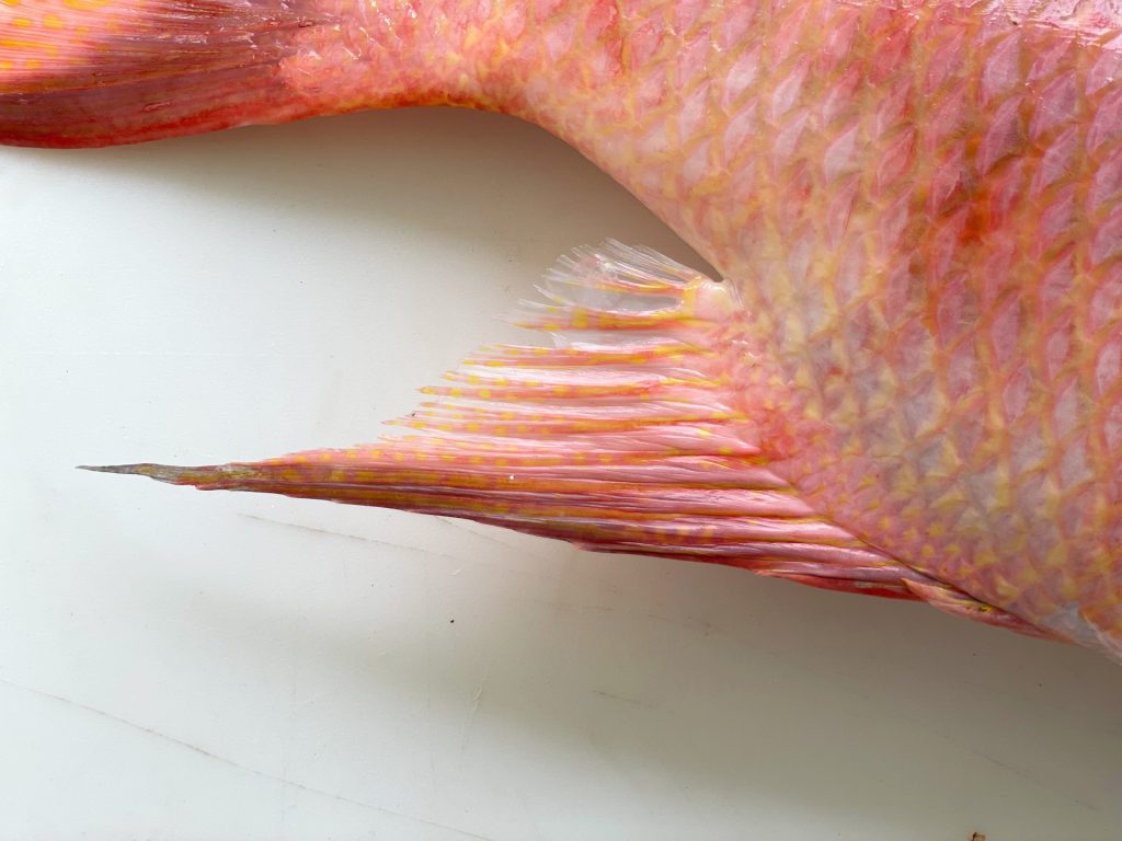 Fish of Florida: Hogfish (Lachnolaimus maximus) Species Profile - UF ...