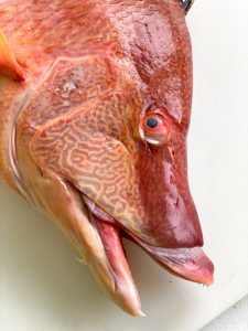 Fish of Florida: Hogfish (Lachnolaimus maximus) Species Profile - UF ...