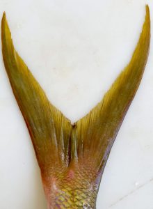 Fish of Florida: Yellowtail Snapper (Ocyurus chrysurus) Species Profile ...