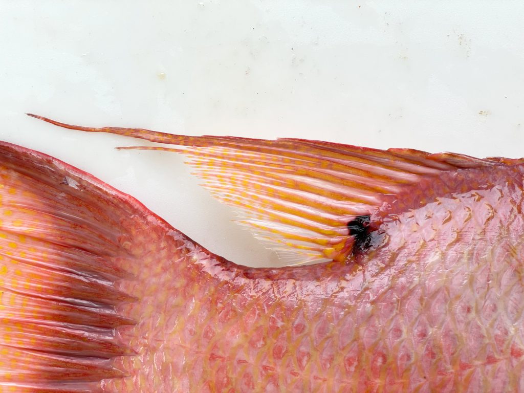 Fish of Florida: Hogfish (Lachnolaimus maximus) Species Profile - UF ...