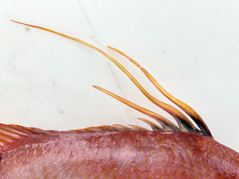 Fish of Florida: Hogfish (Lachnolaimus maximus) Species Profile - UF ...