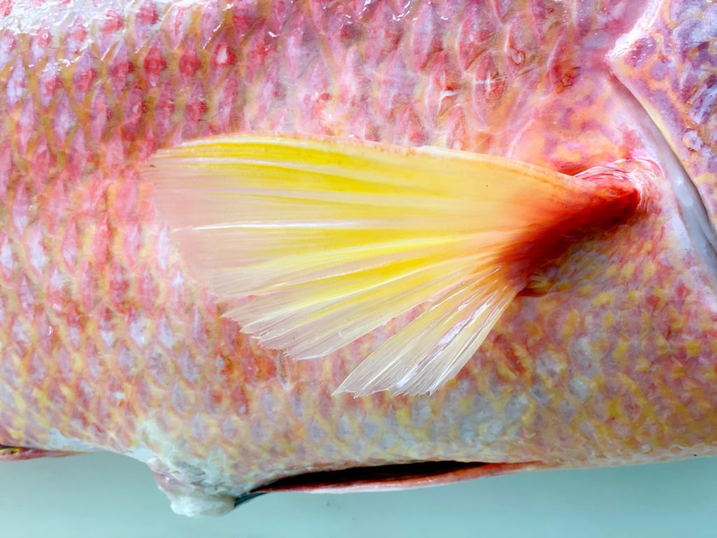 Fish of Florida: Hogfish (Lachnolaimus maximus) Species Profile - UF ...