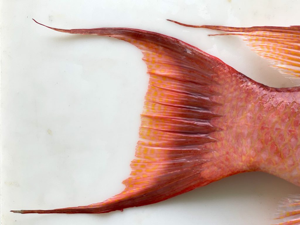 Fish of Florida: Hogfish (Lachnolaimus maximus) Species Profile - UF ...