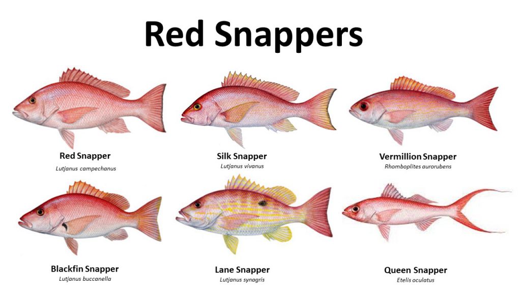 Fish of Florida: Red Snapper (Lutjanus campechanus) Species Profile ...