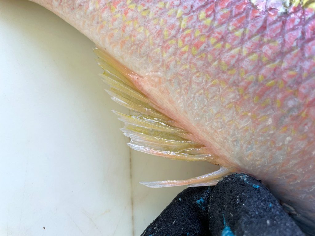 Fish of Florida: Yellowtail Snapper (Ocyurus chrysurus) Species Profile ...
