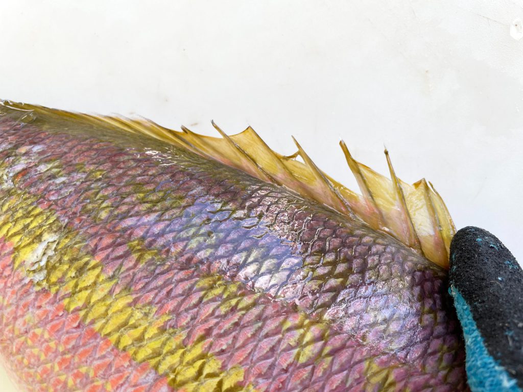 Fish of Florida: Yellowtail Snapper (Ocyurus chrysurus) Species Profile ...