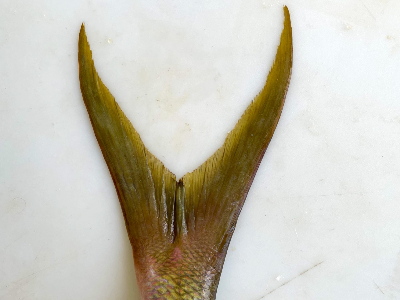 Fish of Florida: Yellowtail Snapper (Ocyurus chrysurus) Species Profile ...