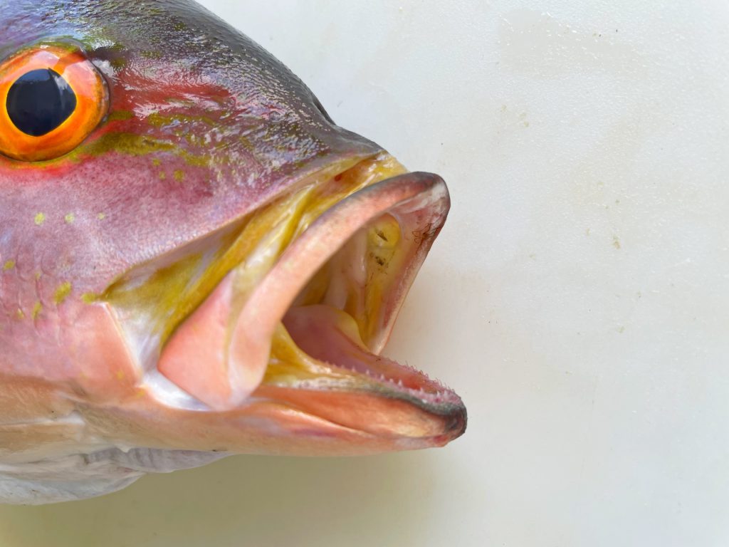 Fish of Florida: Yellowtail Snapper (Ocyurus chrysurus) Species Profile ...