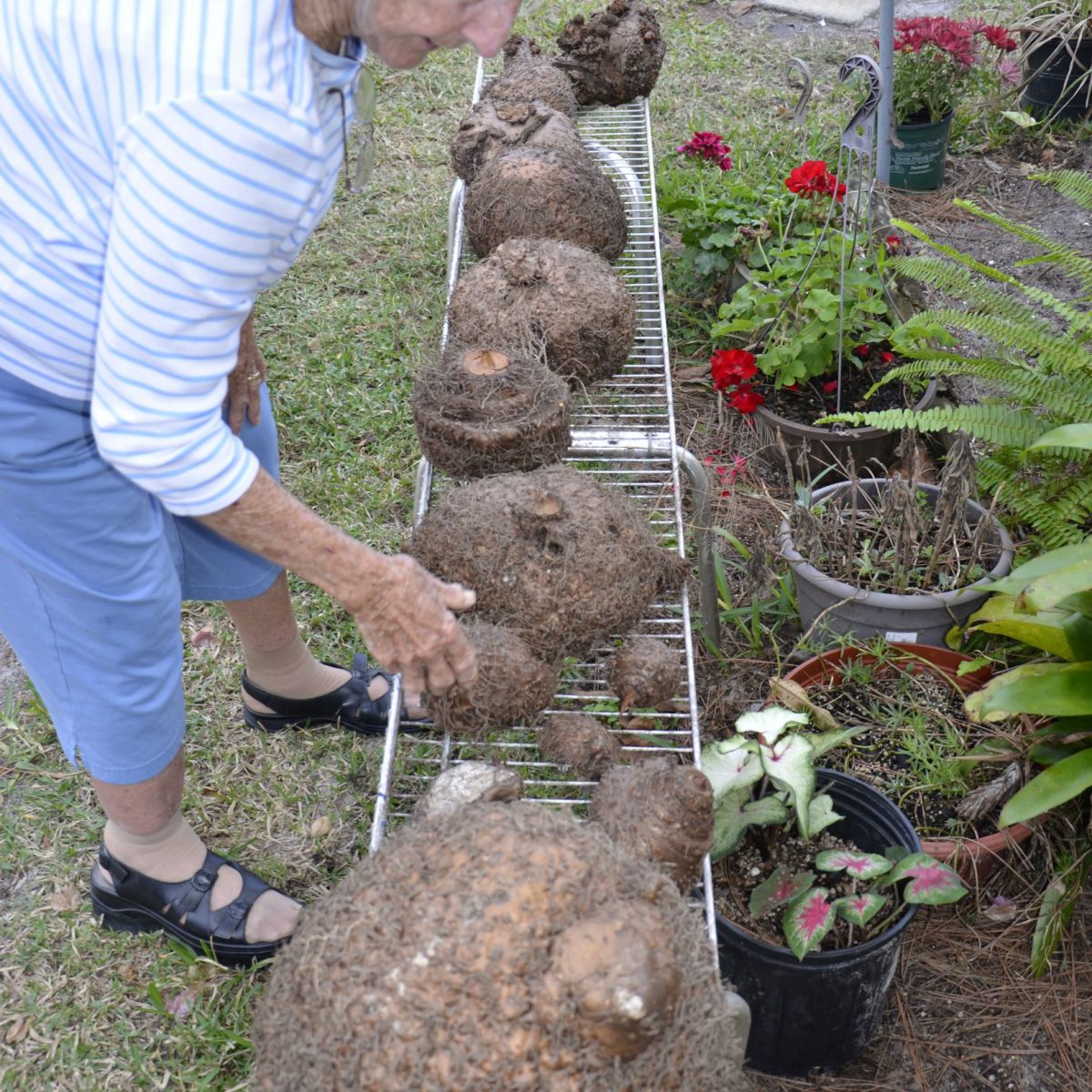 The Mystery of the Missing Amorphophallus - UF/IFAS Extension Collier ...