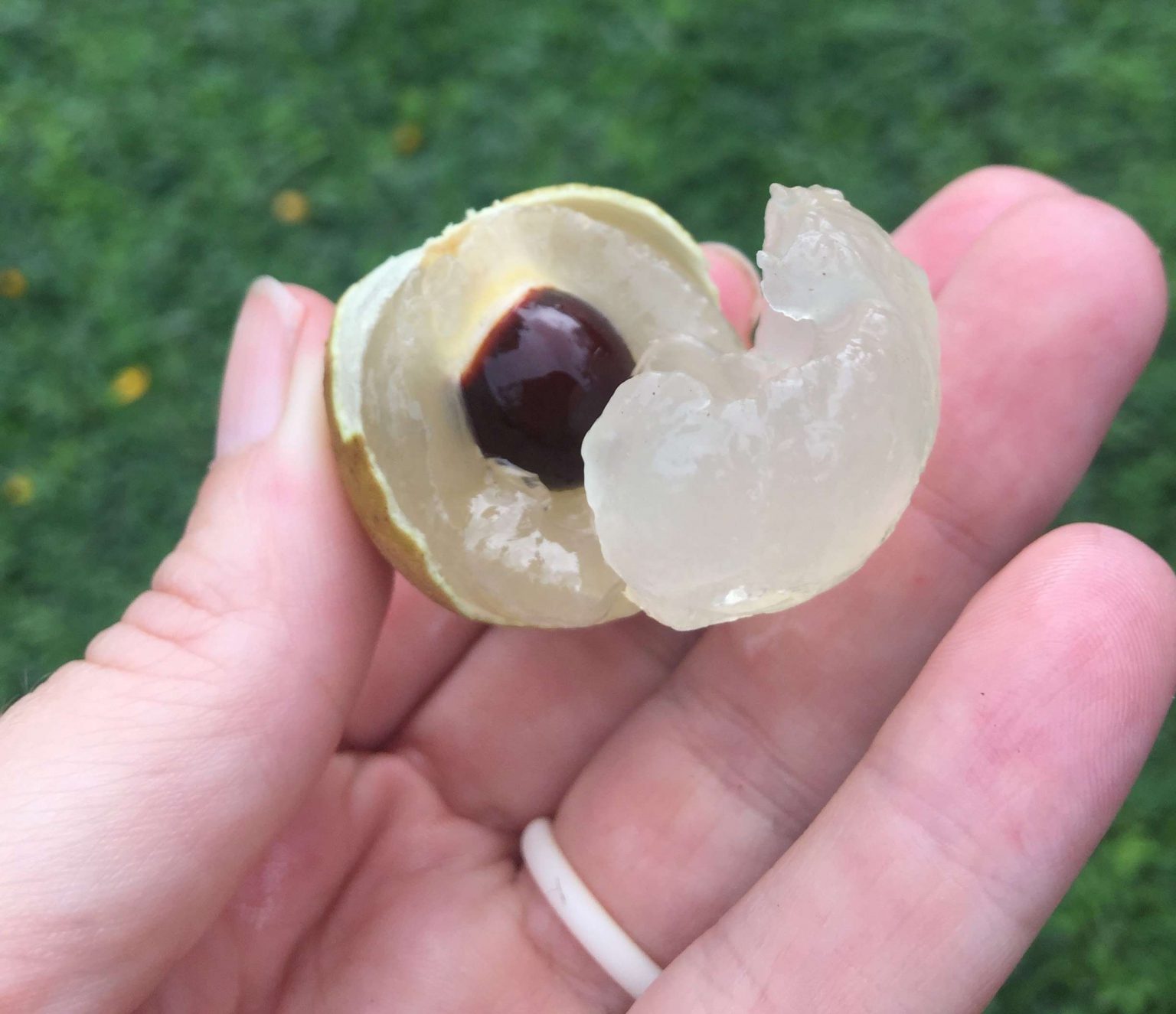 Harvesting Longans - UF/IFAS Extension Collier County