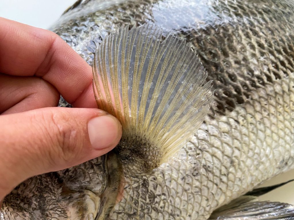 Fish of Florida: Atlantic Tripletail (Lobotes surinamensis) Species ...