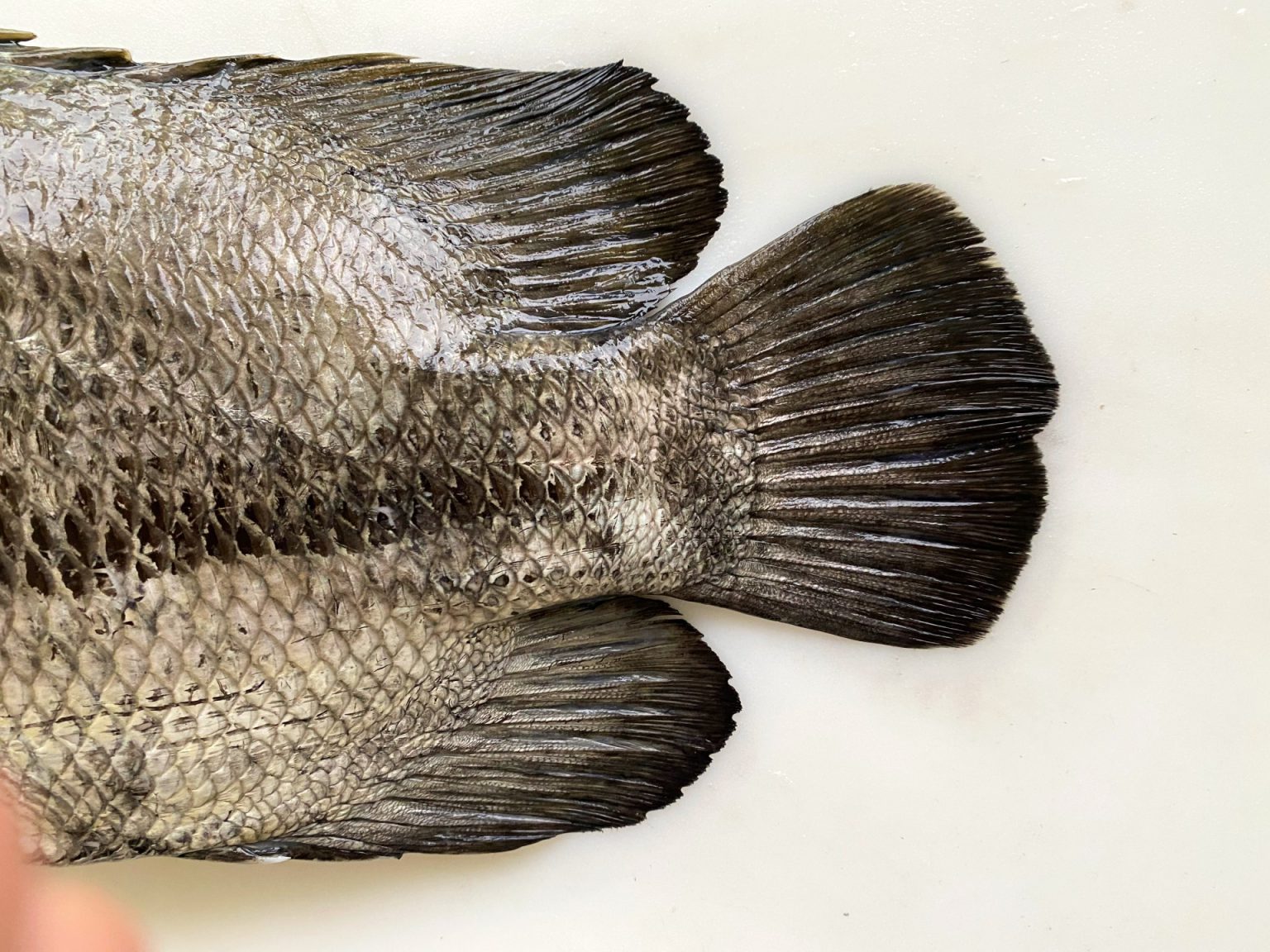 Fish of Florida: Atlantic Tripletail (Lobotes surinamensis) Species ...