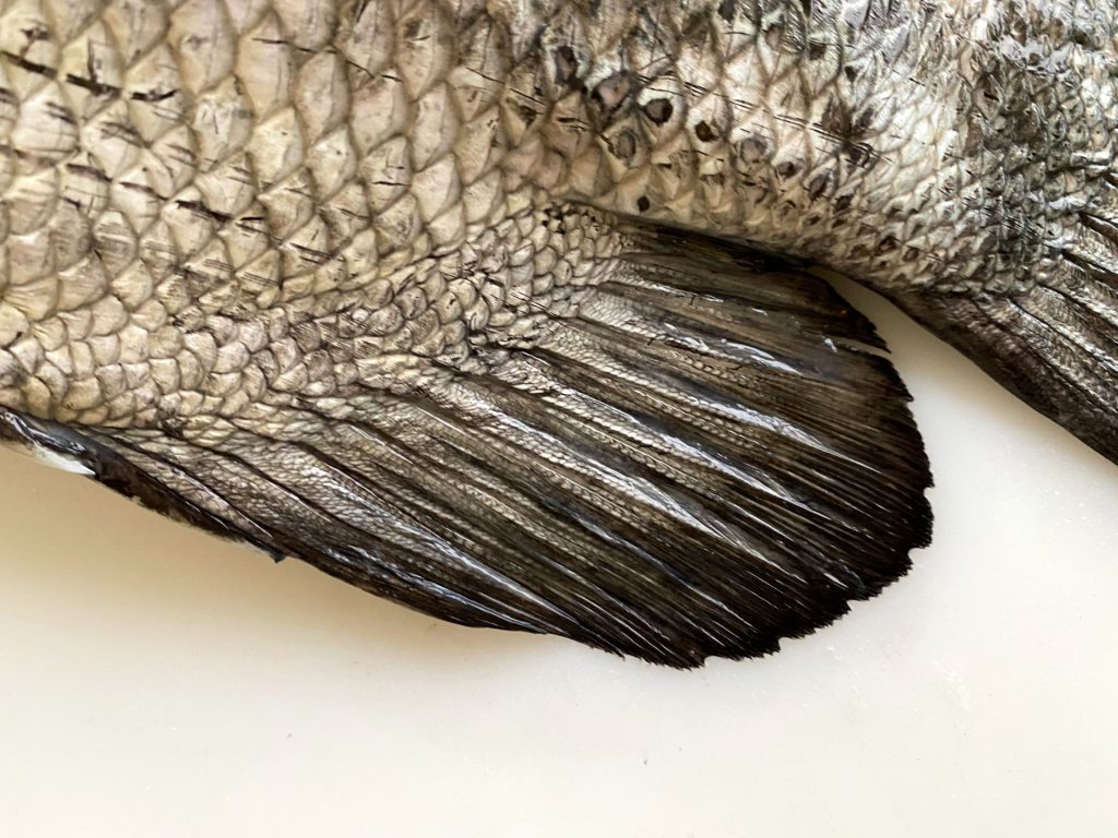 Fish of Florida: Atlantic Tripletail (Lobotes surinamensis) Species ...