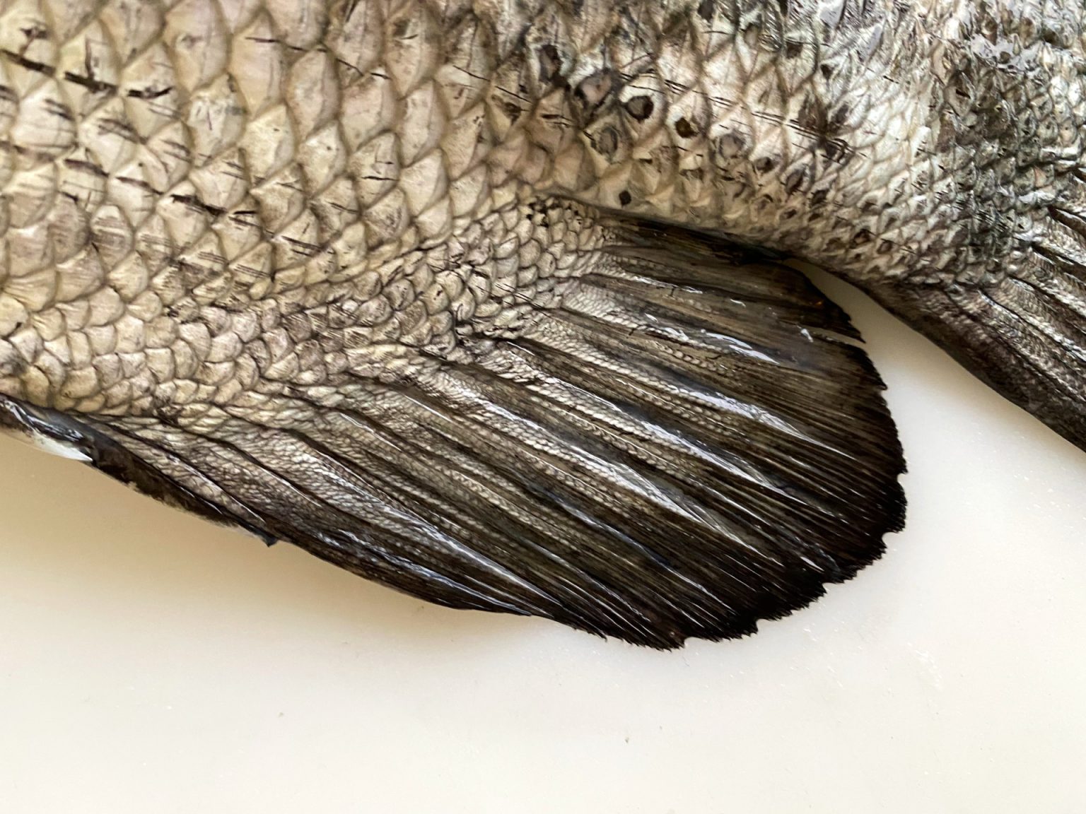 Fish of Florida: Atlantic Tripletail (Lobotes surinamensis) Species ...