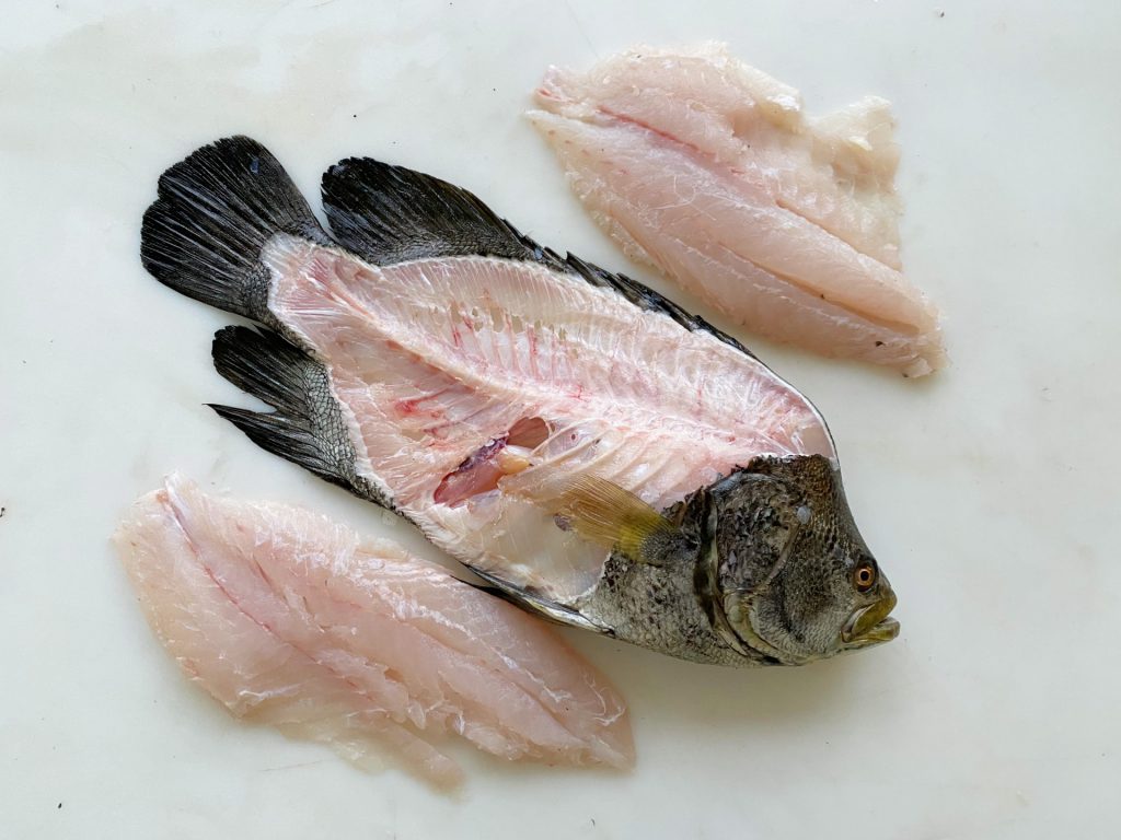 Fish of Florida: Atlantic Tripletail (Lobotes surinamensis) Species ...