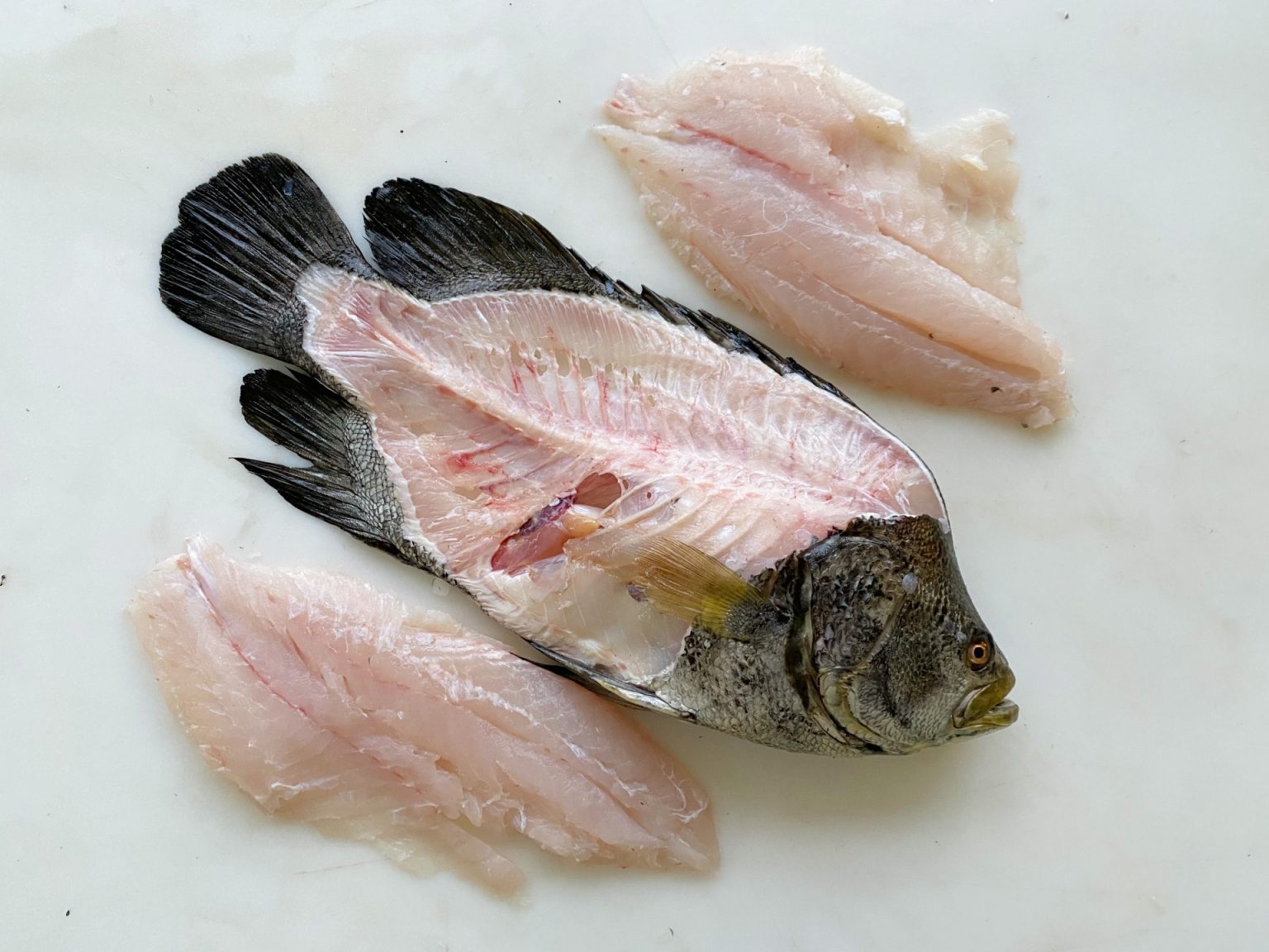 Fish of Florida: Atlantic Tripletail (Lobotes surinamensis) Species ...