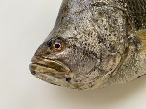 Fish of Florida: Atlantic Tripletail (Lobotes surinamensis) Species ...