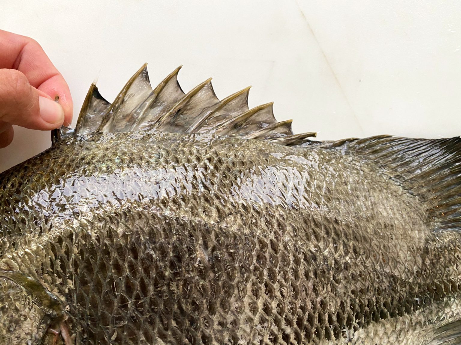 Fish of Florida: Atlantic Tripletail (Lobotes surinamensis) Species ...