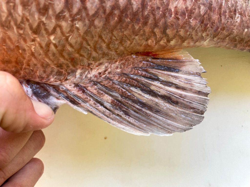 Fish of Florida: Atlantic Cubera Snapper (Lutjanus cyanopterus) Species ...