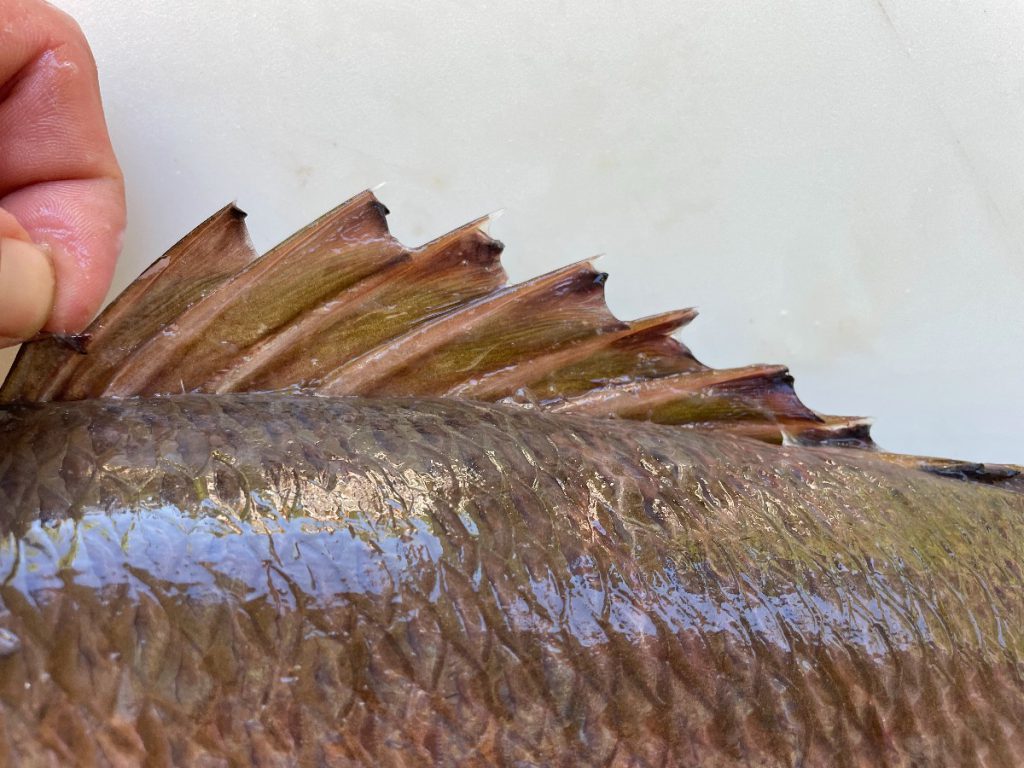 Fish of Florida: Atlantic Cubera Snapper (Lutjanus cyanopterus) Species ...