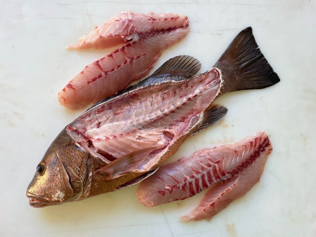Fish of Florida: Atlantic Cubera Snapper (Lutjanus cyanopterus) Species ...