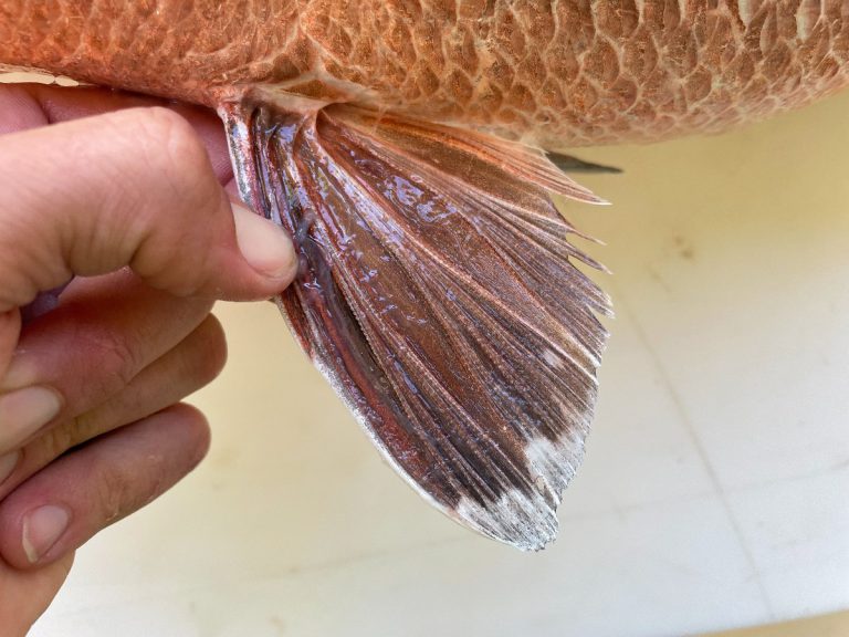 Fish of Florida: Atlantic Cubera Snapper (Lutjanus cyanopterus) Species ...