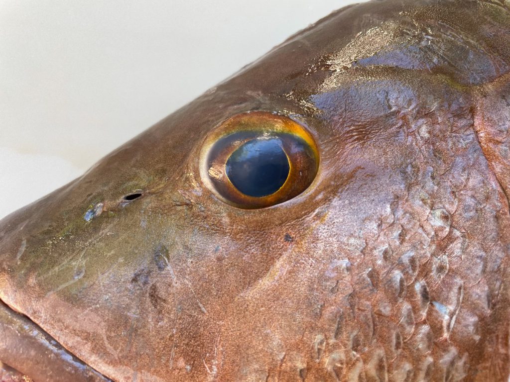 Fish of Florida: Atlantic Cubera Snapper (Lutjanus cyanopterus) Species ...