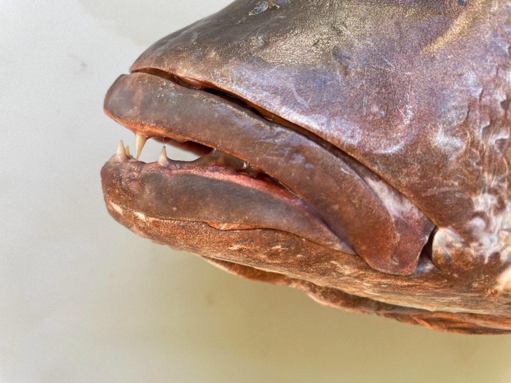 Fish of Florida: Atlantic Cubera Snapper (Lutjanus cyanopterus) Species ...