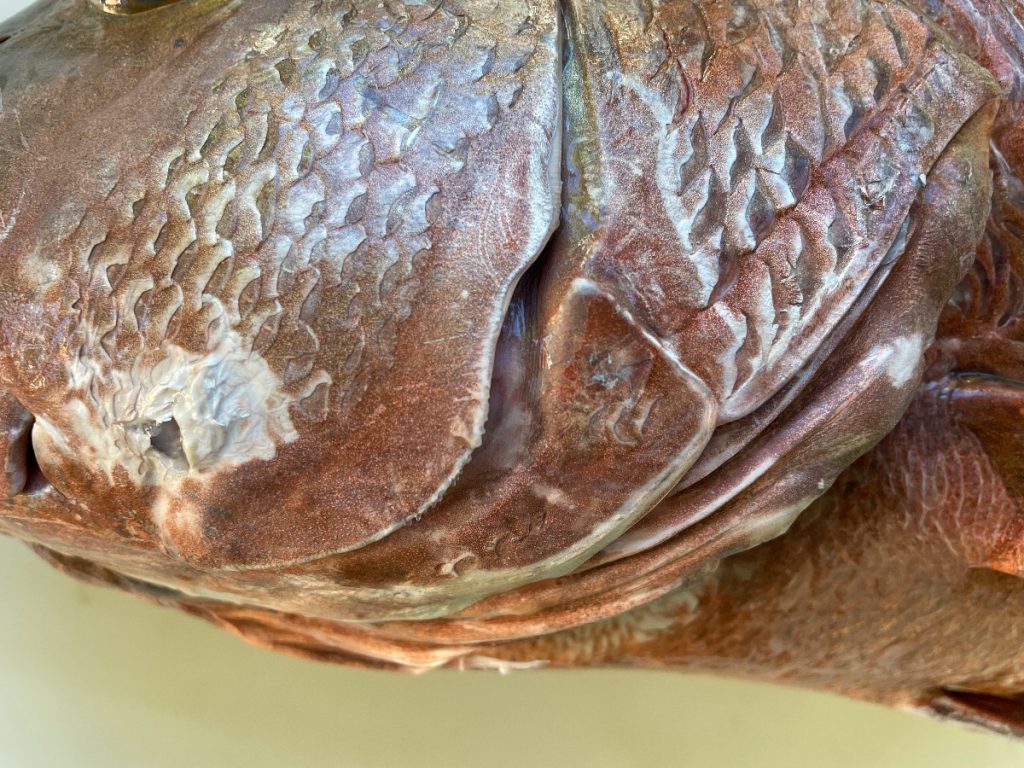 Fish of Florida: Atlantic Cubera Snapper (Lutjanus cyanopterus) Species ...