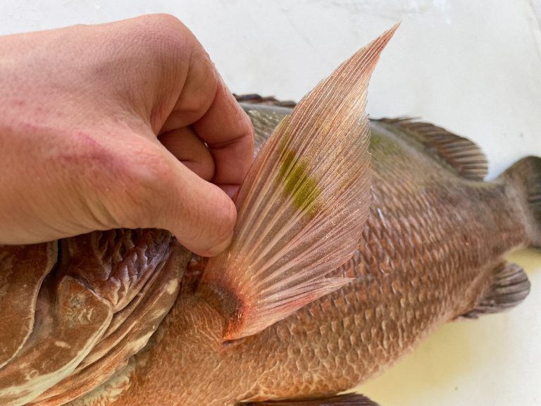 Fish of Florida: Atlantic Cubera Snapper (Lutjanus cyanopterus) Species ...