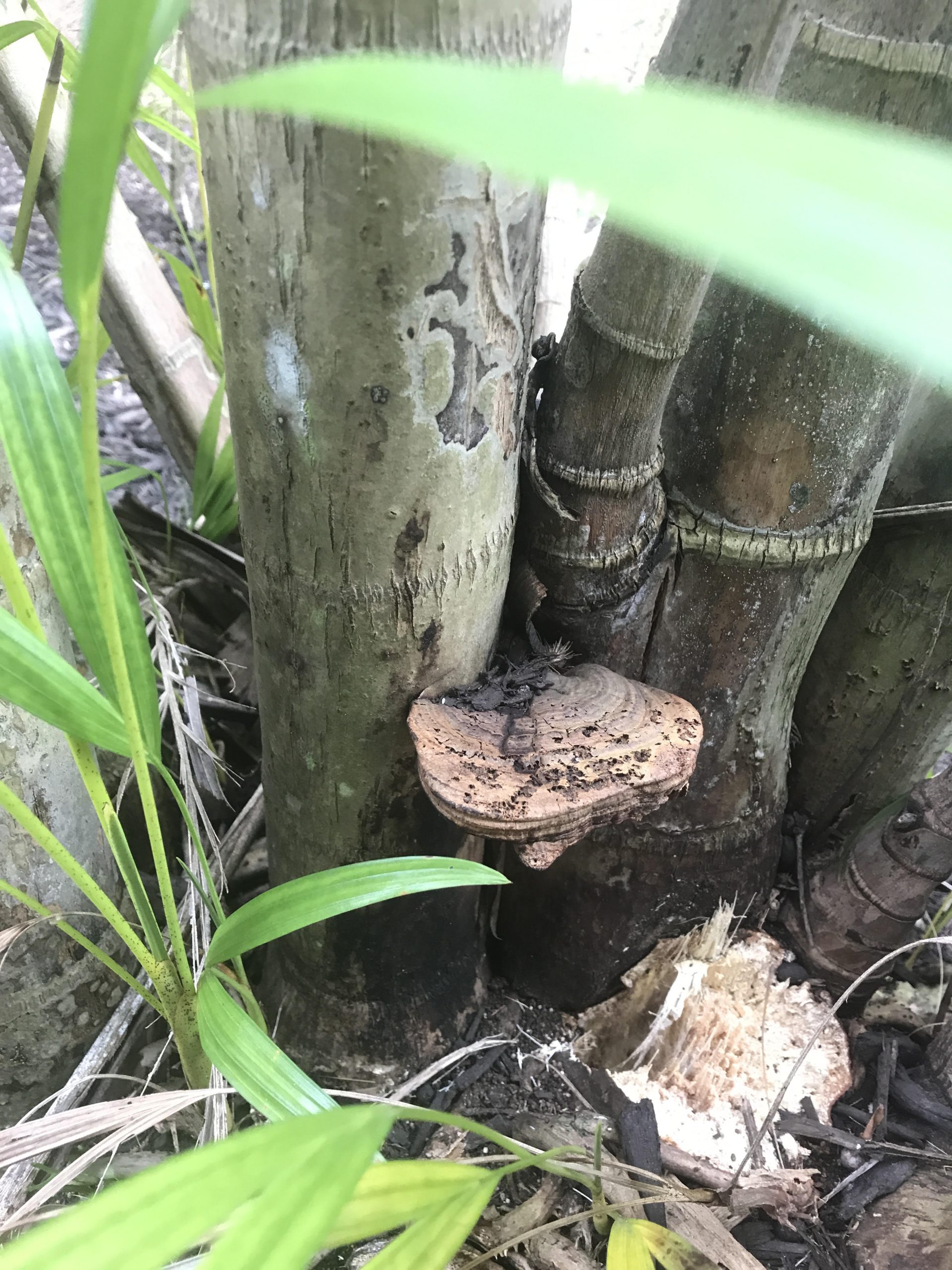 So you've got butt rot....what do you plant next? - UF/IFAS Extension ...