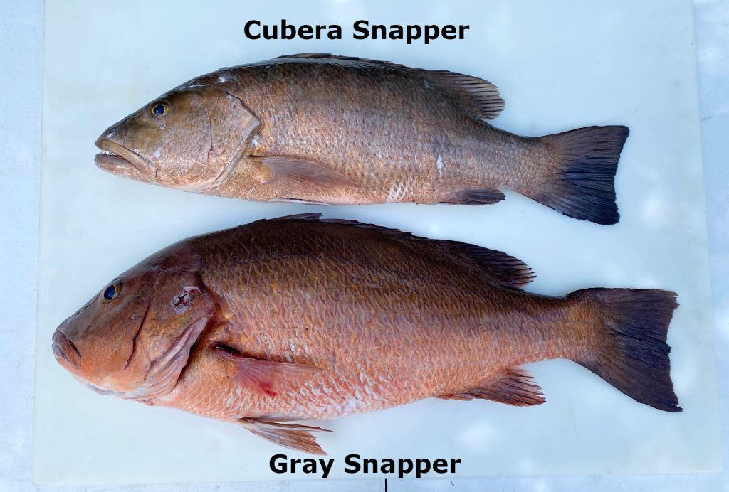 Fish of Florida: Atlantic Cubera Snapper (Lutjanus cyanopterus) Species ...
