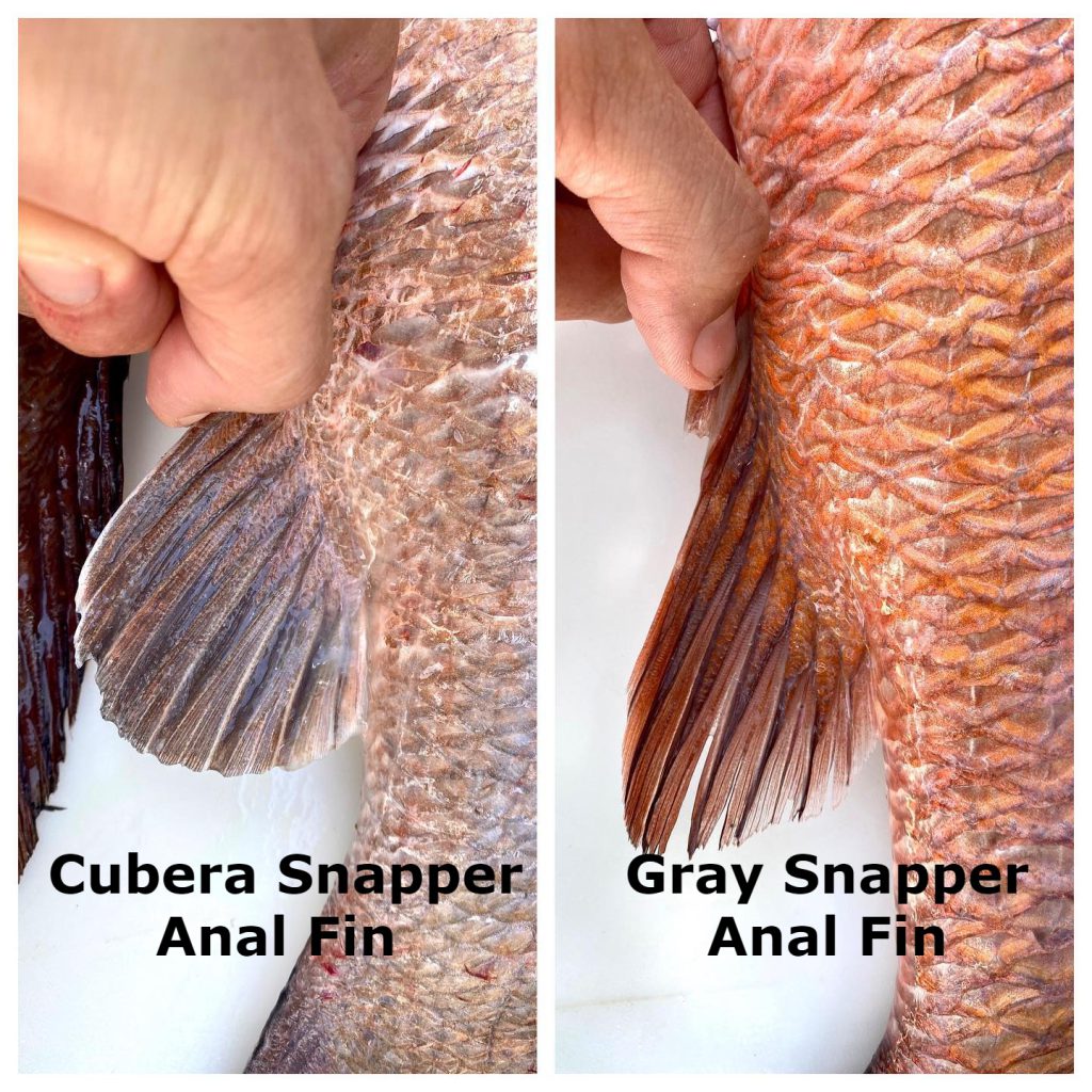 Fish of Florida: Atlantic Cubera Snapper (Lutjanus cyanopterus) Species ...