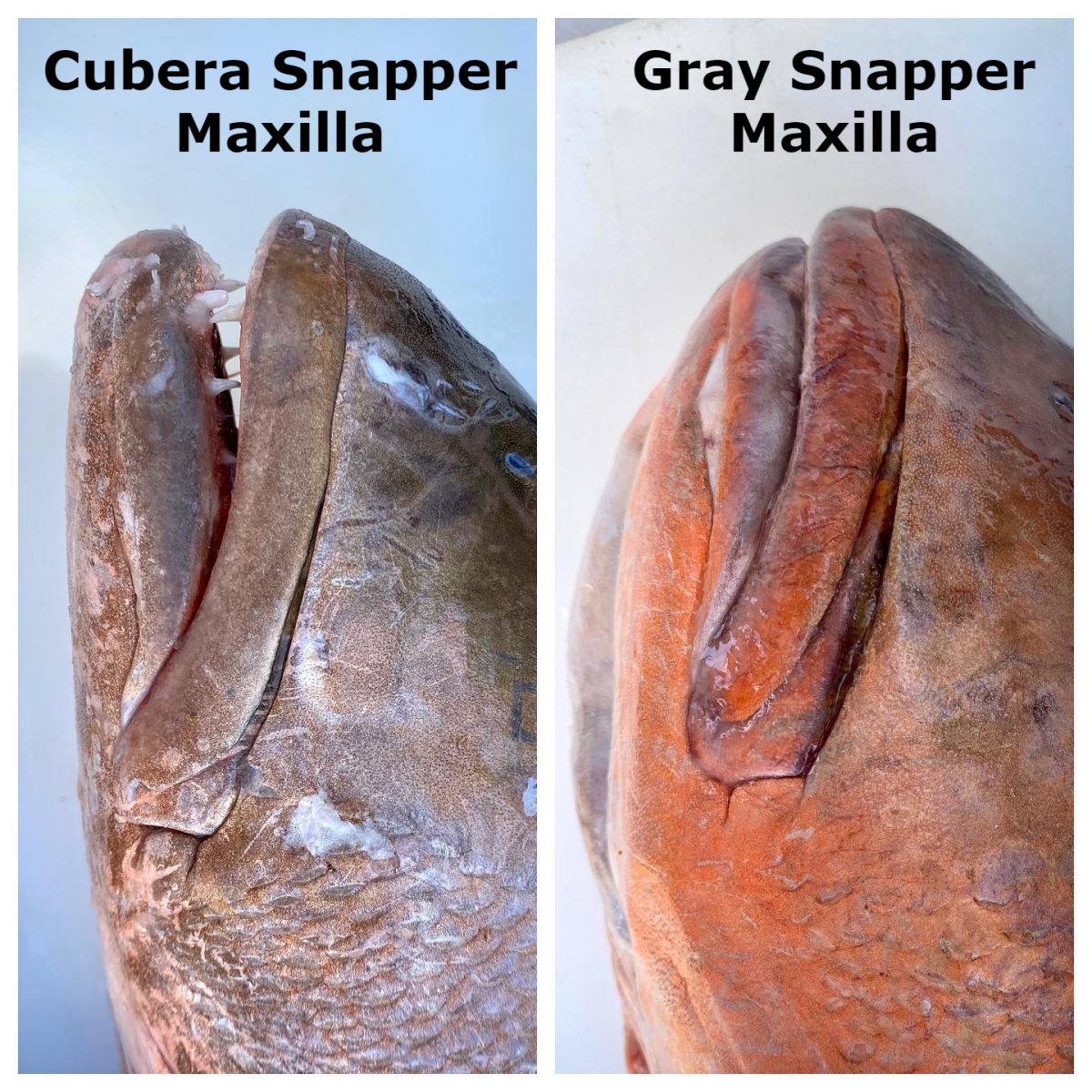 Fish of Florida: Atlantic Cubera Snapper (Lutjanus cyanopterus) Species ...