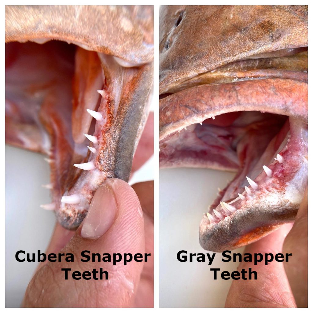 Fish of Florida: Atlantic Cubera Snapper (Lutjanus cyanopterus) Species ...