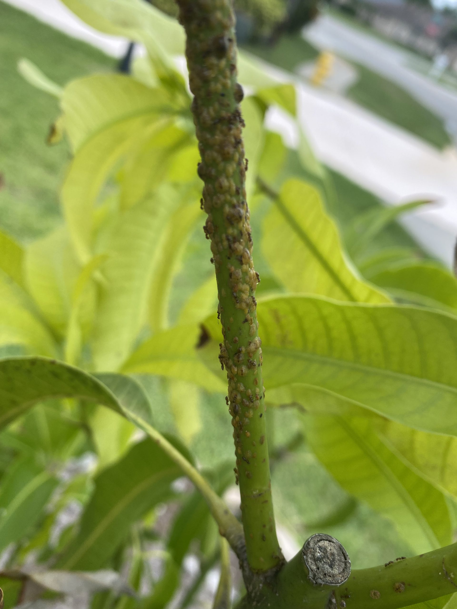 What's on My Mango Tree? - UF/IFAS Extension Collier County