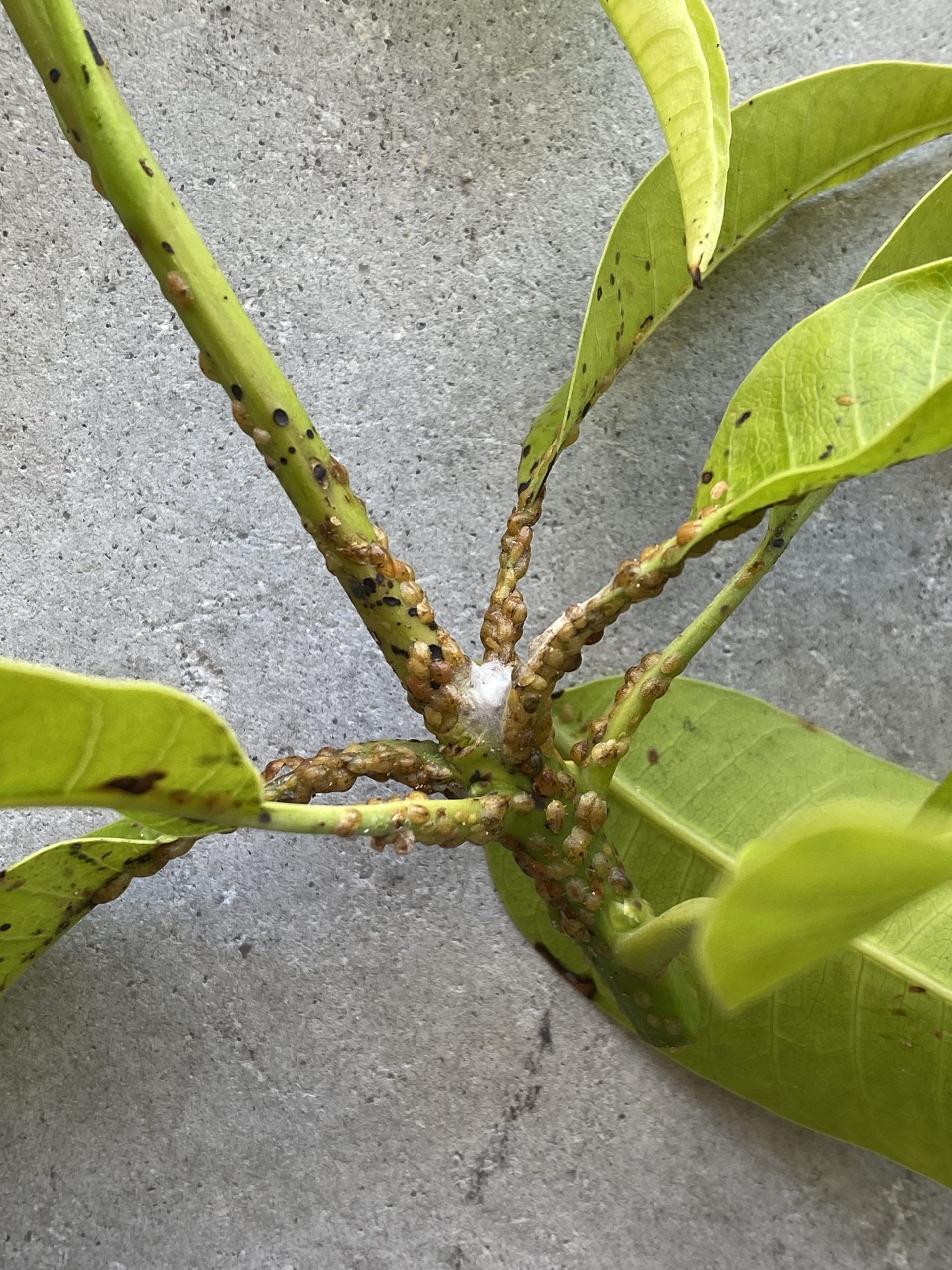 What's on My Mango Tree? - UF/IFAS Extension Collier County