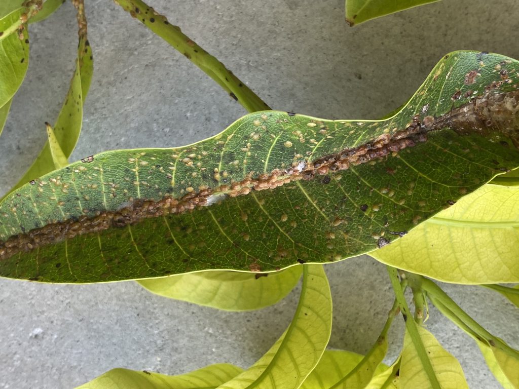 What's on My Mango Tree? - UF/IFAS Extension Collier County