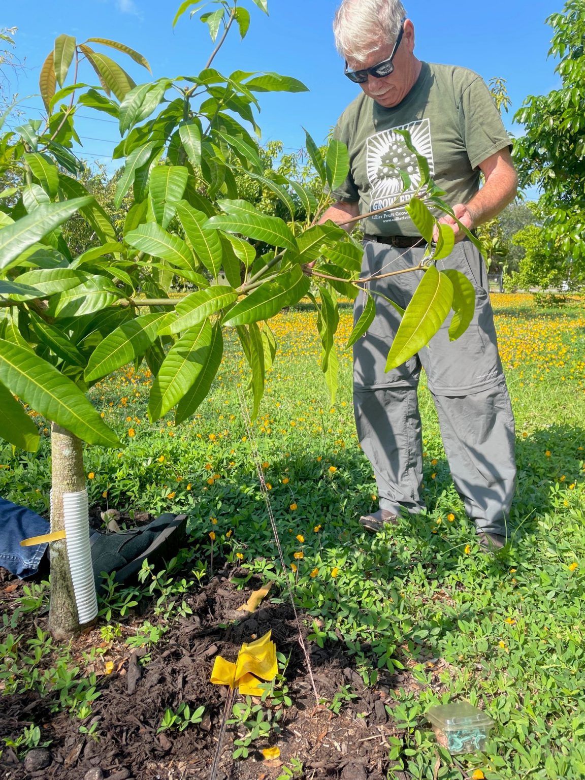 How to Stake a Mango Tree to Control Height - UF/IFAS Extension Collier ...