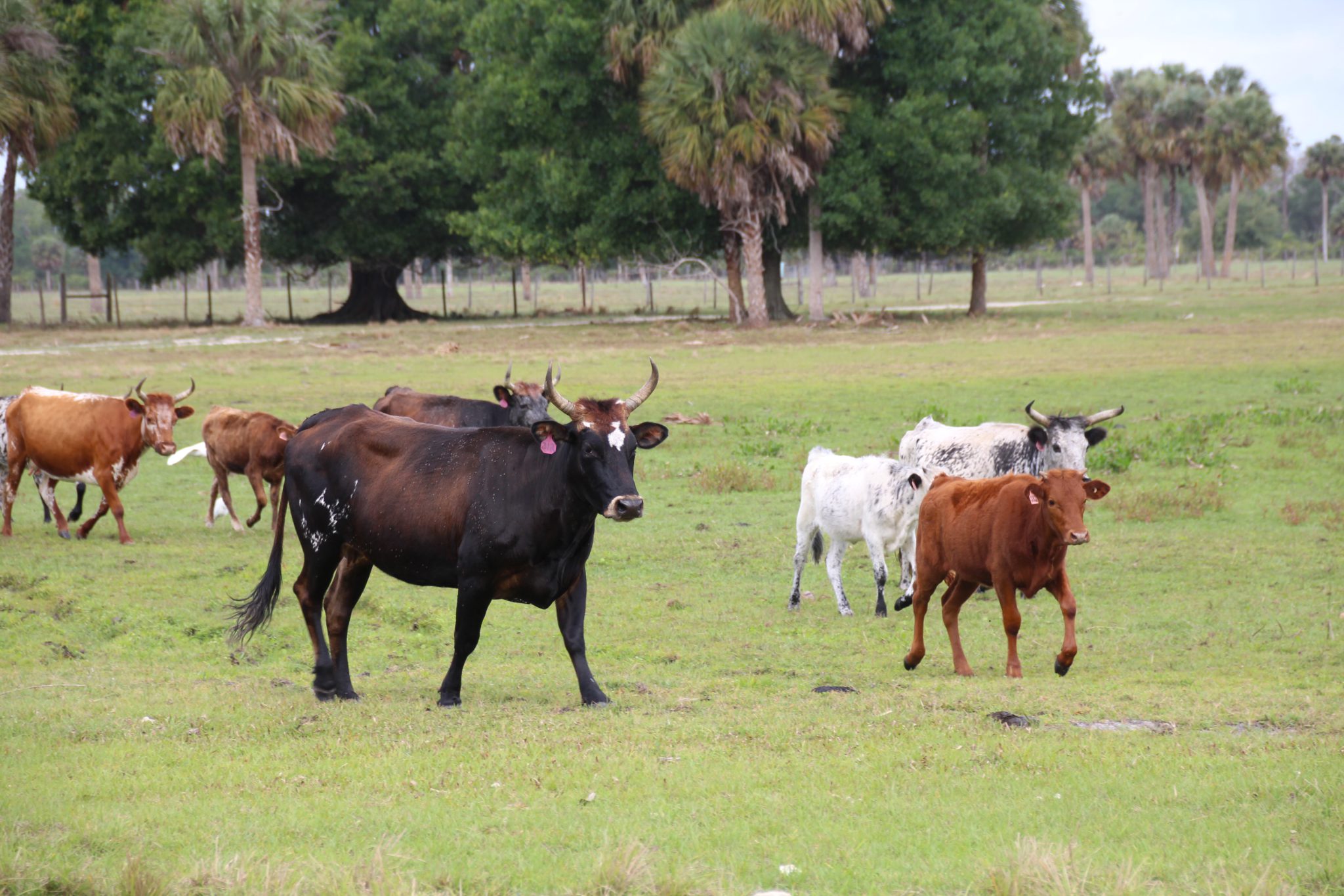 2023 Collier County Ag Tour & SWFL Fresh Kick-Off Event - UF/IFAS ...