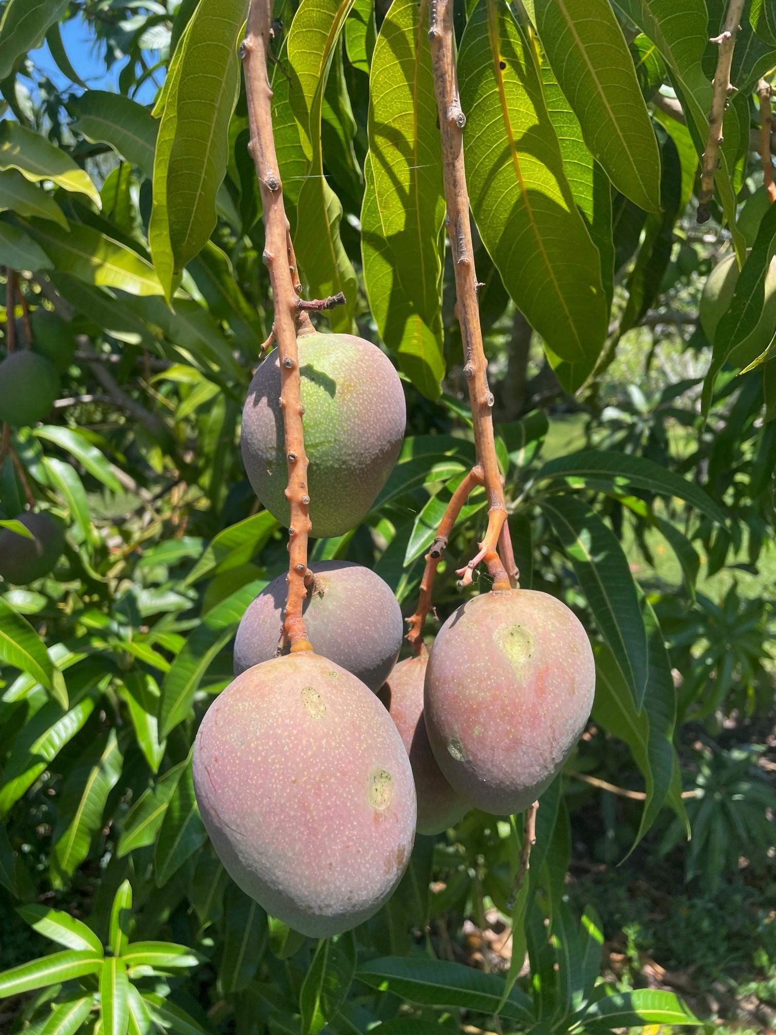 Mango Fruit Drop: Is it Normal? - UF/IFAS Extension Collier County