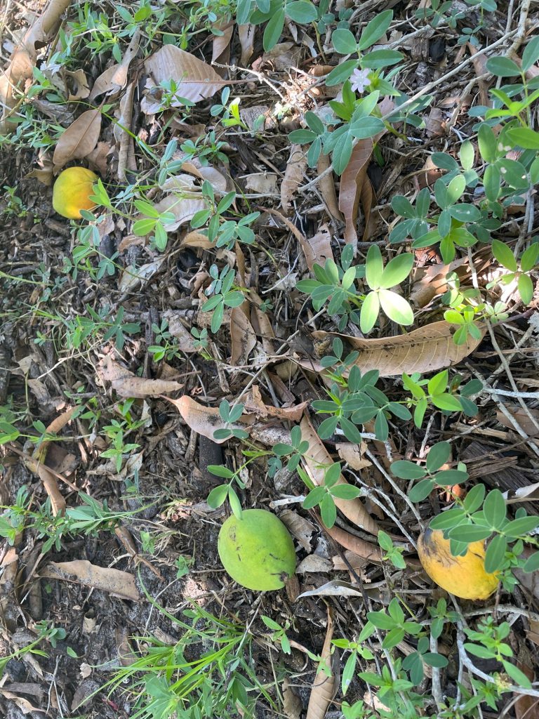 Mango Fruit Drop: Is it Normal? - UF/IFAS Extension Collier County