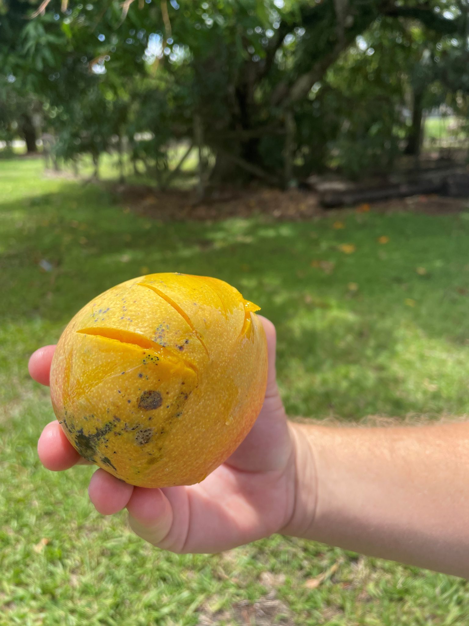 Mango Morning: Pruning Mango Trees - UF/IFAS Extension Collier County ...